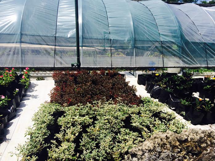 Swearing by Bio-foods – BeingHealthy by Divya Ruhee